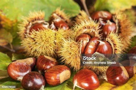 익은 밤이 닫힙니다 달콤한 식용 밤 껍질을 벗긴 밤과 피부가있는 밤 유기농 식품 수확 음식 배경입니다 단백질 공급원 위에서 본 모습 고품질 사진 밤 견과에 대한 스톡 사진