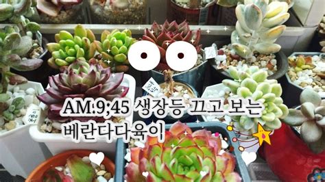 11월29일 베란다다육이 생장등 끄고 색감 같이 보실게요 로치라울은 링클마리아금 다육이키우기 Succulents Youtube
