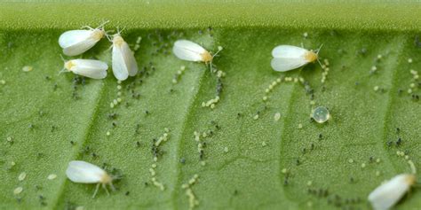 Insecticides Greenlife Crop Protection Africa