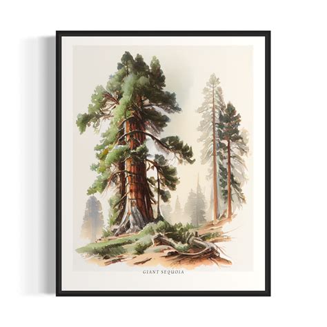 Giant Sequoia Tree Art Print Giant Sequoia Tree Wall Art Poster Etsy
