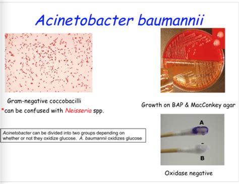 Acinetobacter Baumannii Gram Stain