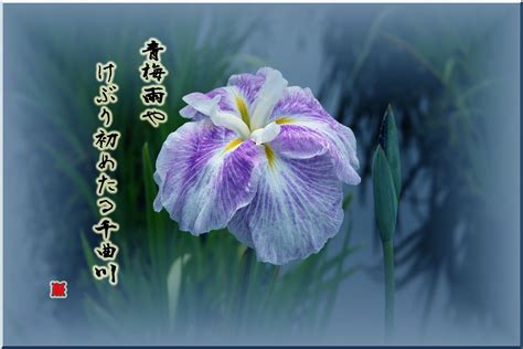 青梅雨 俳句 de フォト 楽天ブログ
