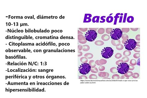 Basófilo Tecnico Auxiliar De Enfermeria Hematología Histología