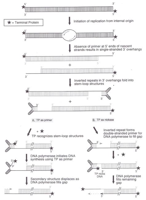 6 Models For Replication Of Linear Plasmids Containing 5 Terminal Download Scientific Diagram