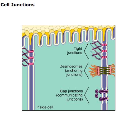 Cell Junctions And Adhesion Flashcards Quizlet