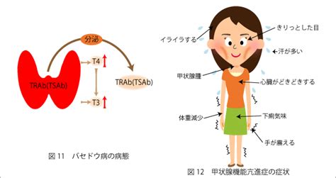猫甲状腺機能亢進症症状原因治療法を解説