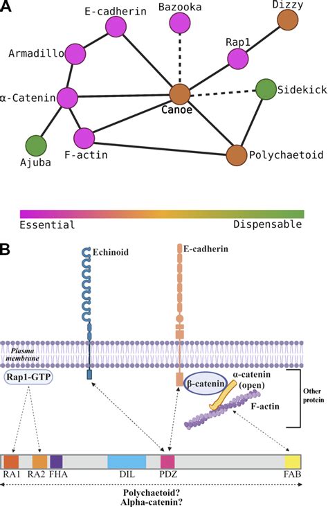 Two Speculative Models A Node Model Protein Nodes Range From Download Scientific Diagram