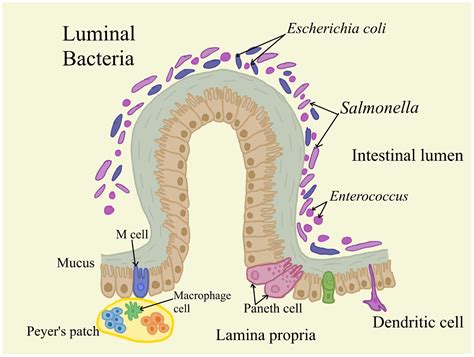 Galt Histology
