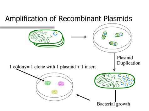 Molecular Cloning Ppt Download