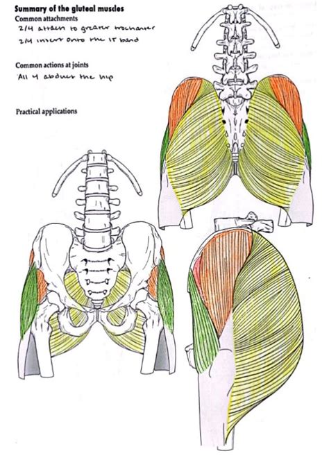 Biol 2325 Lab Final Gluteal Muscles And Hip Flexors Diagram Quizlet