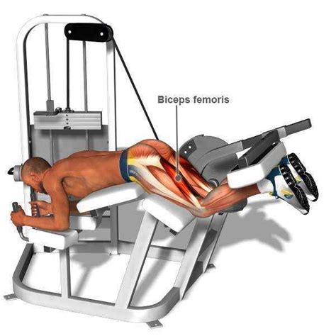 Lying Leg Curl Exercise Bodybuilding Wizard