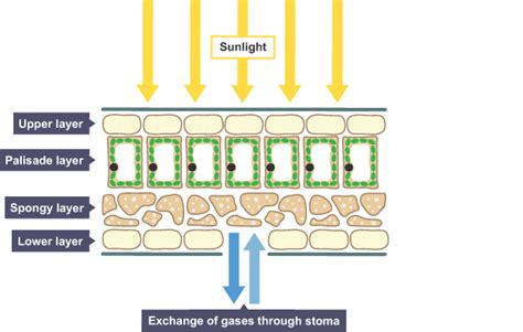Bbc Gcse Bitesize Reproduction