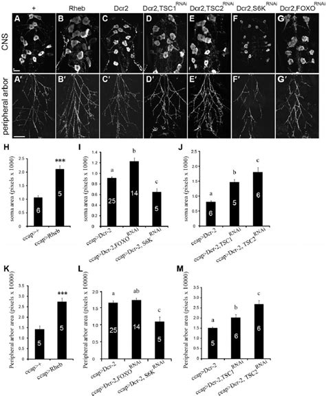 Foxo And Tor Regulated Metamorphic Growth Of Ccapbursicon Neurons