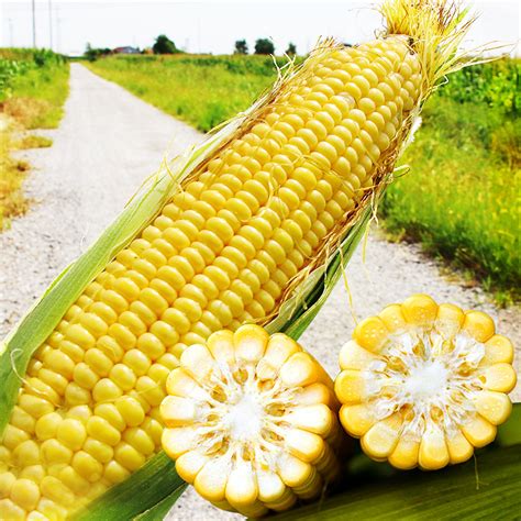 金黄糯玉米种子甜糯玉米种子甜加糯粘玉米种子甜糯早熟高产玉米种虎窝淘