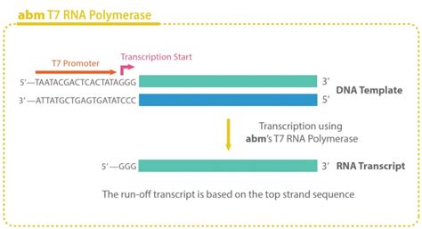 The Terminator Sequence Of The T7 Promoter Genspark