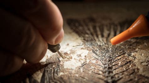 Mcdonalds Fossil Preparation Lab Wall Street International Magazine