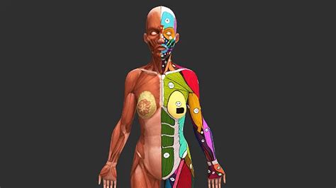 女性人体肌肉解剖3d示意图 Fbx Gltf Blend Blender 模型下载 Cg美术之家