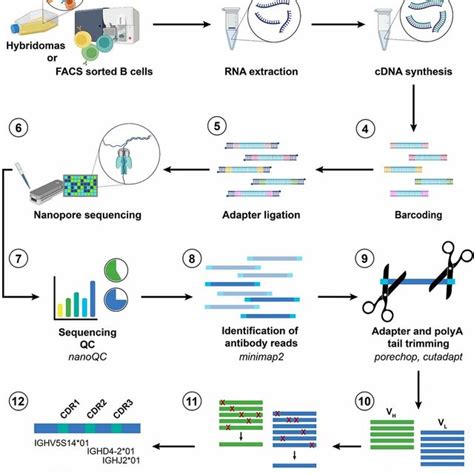Nab Seq Workflow For Parallel Sequencing Of Full Length Antibody Heavy