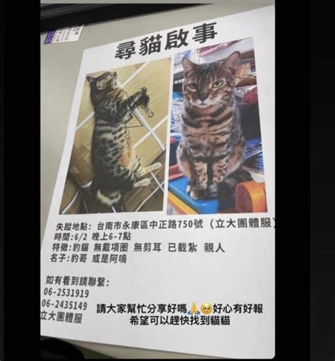 幫朋友轉 尋貓啟事 台南應用科大板 Dcard