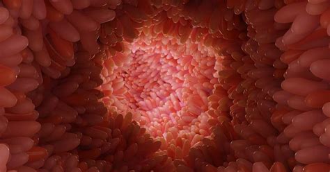 Cary Gastroenterology Associates What Is The Duodenum