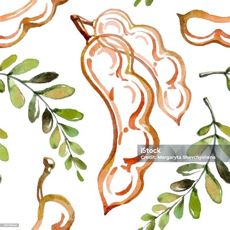 타마린드 과일과 무성한 녹색 잎을 특징으로 하는 손으로 그린 수채화 패턴 흰색 배경에 유기적인 디테일과 따뜻한 흙빛 톤이 있는 열대 식물 디자인 0명에 대한 스톡 벡터 아트