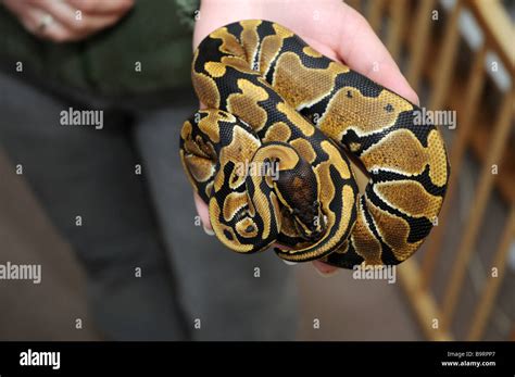 Woman Holding Royal Python Snake Also Called Ball Python Latin Name