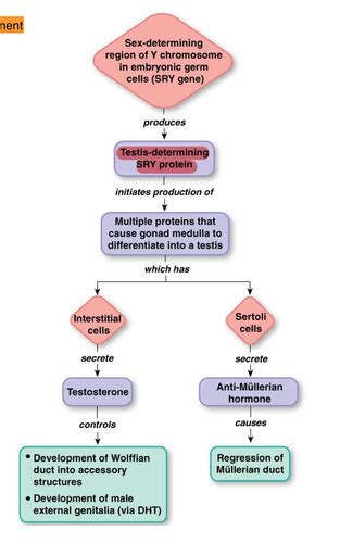 Physio Lab Reproductive System Flashcards Quizlet