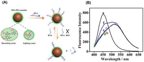 Biosensors Special Issue Feature Issue Of Optical And Photonic Biosensors Section Volume Ii