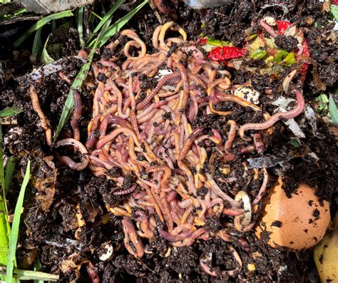 How To Start Your Own Vermicomposting System The Rural Homesteader