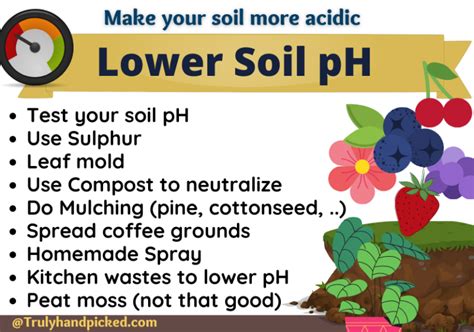 Make Soil More Acidic Ways To Lower PH Add These Plant Care