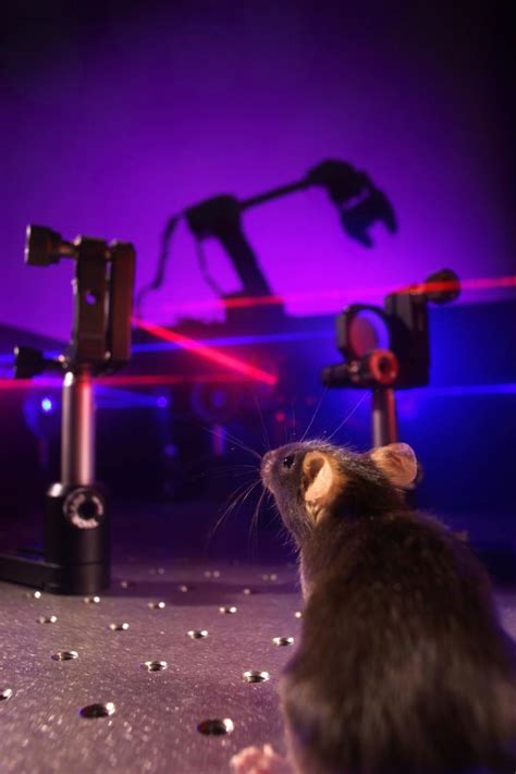 Brain Machine Interfaces Bidirectional Communication At Last Lifeboat News The Blog