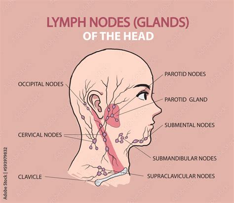 Lymph Nodes Glands In Head Illustration Stock Vector Adobe Stock