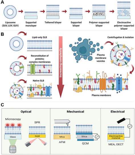 In Vitro Models For Investigating Intestinal Host Pathogen Interactions Pmc