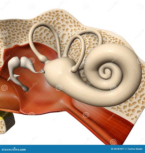 Ear Drum Stock Illustration Illustration Of Anatomical 46787871