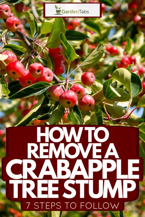How To Remove A Crabapple Tree Stump 7 Steps To Follow