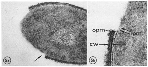 A And 5 B A Convex Freeze Fractured Cell The Part Indicated By An Download Scientific Diagram