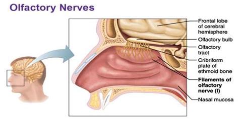 Olfactory Nerve Assignment Point