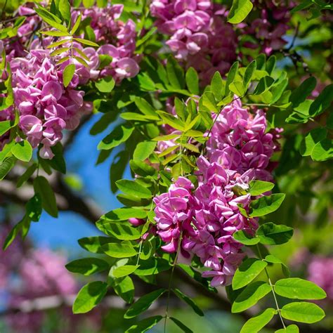Locust Tree Flower Why Wont My Black Locust Robinia Pseudoacacia