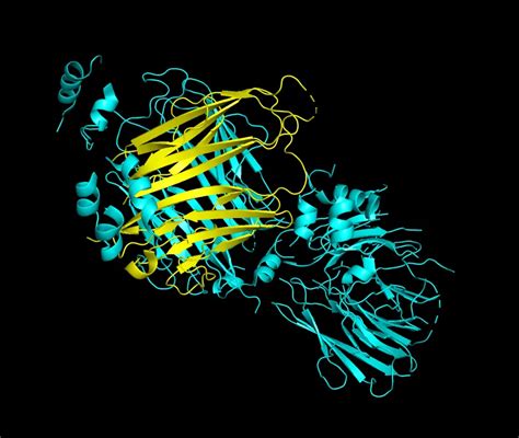 Pymol 10 Very Basic Commands That You Really Need To Know Part 1 By The Bioinformatics