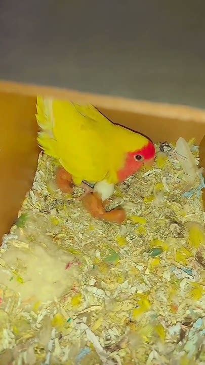 جوجو مامان بچه ها طوطی Parrot Lovebirds طوطیبرزیلی کوتوله پرنده