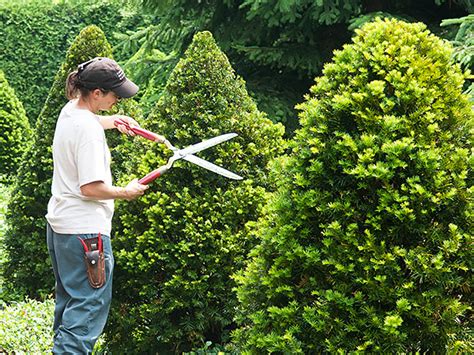Tree And Shrub Care Chicago Botanic Garden