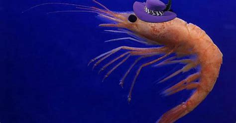 Killer Krill Album On Imgur