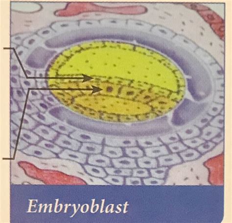 Embryoblast Diagram Quizlet