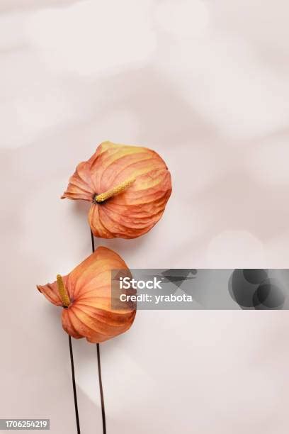 꽃무늬 플랫은 말린 꽃 오렌지 칼라 옅은 분홍색 베이지색 식물 배경 빈 공간을 놓았다 가을 가을 계절 자연 정물 마른 꽃 평면도 태양 눈부심 미니멀 스타일 패턴 0명에 대한