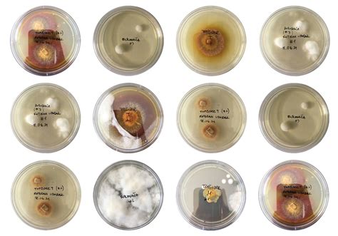 Growing Architecture Master Thesis Behance