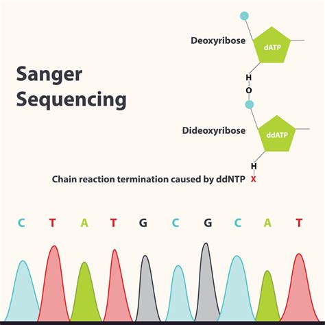 توالی یابی سنگر Sanger Sequencing فروشگاه اینترنتی کیاژن