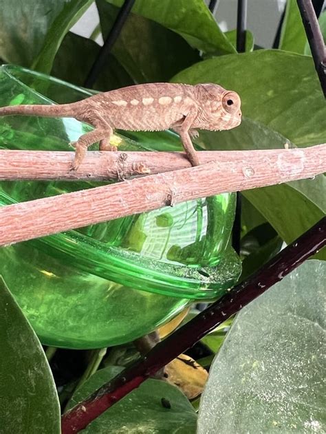 What Sex Is My Chameleon Rchameleons