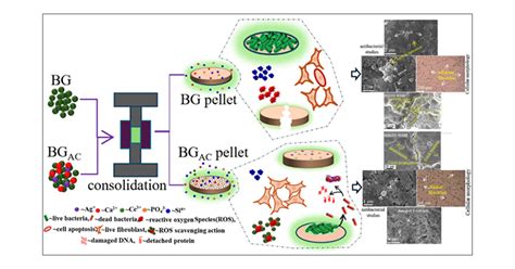 Multifunctional 58s Bioactive Glasssilvercerium Oxide Based
