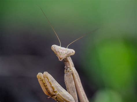 9 Tips For Macro Insect Photography Om System
