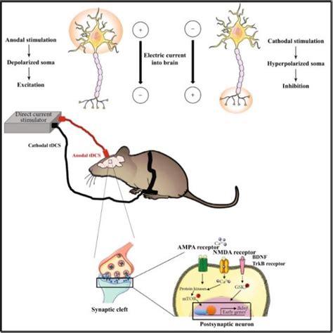 Schematic Representation Of Transcranial Direct Current Stimulation